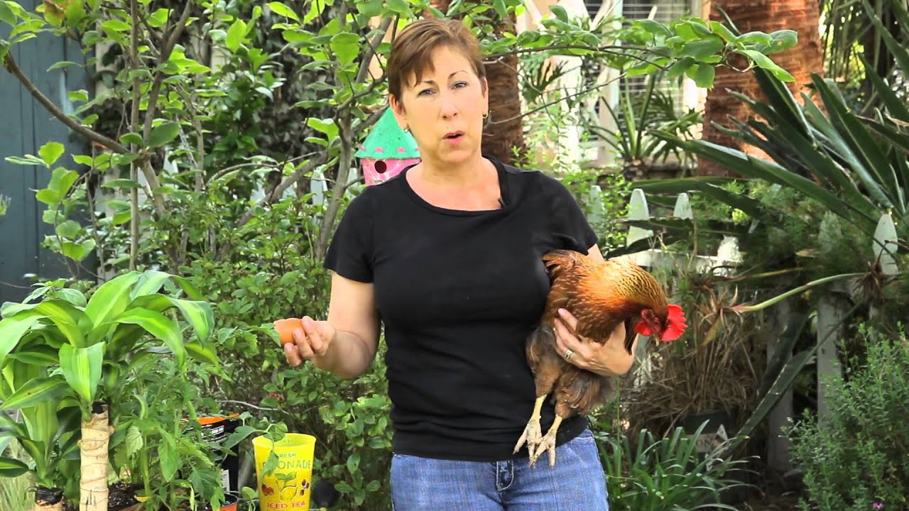 How to Get My Chickens to Lay Eggs Inside the Coop : Garden Space