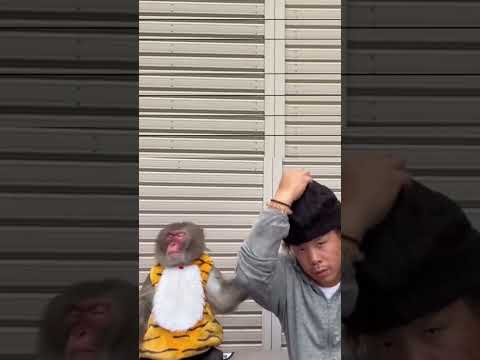 Shocked Monkey : No Way! This Monkey Canβt Believe It! π²π