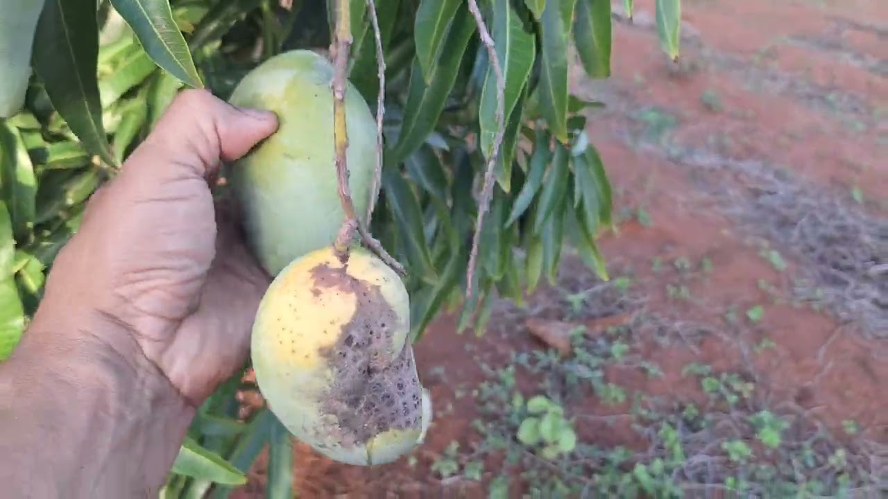 fomos tirar manga 🥭 no nosso sitio