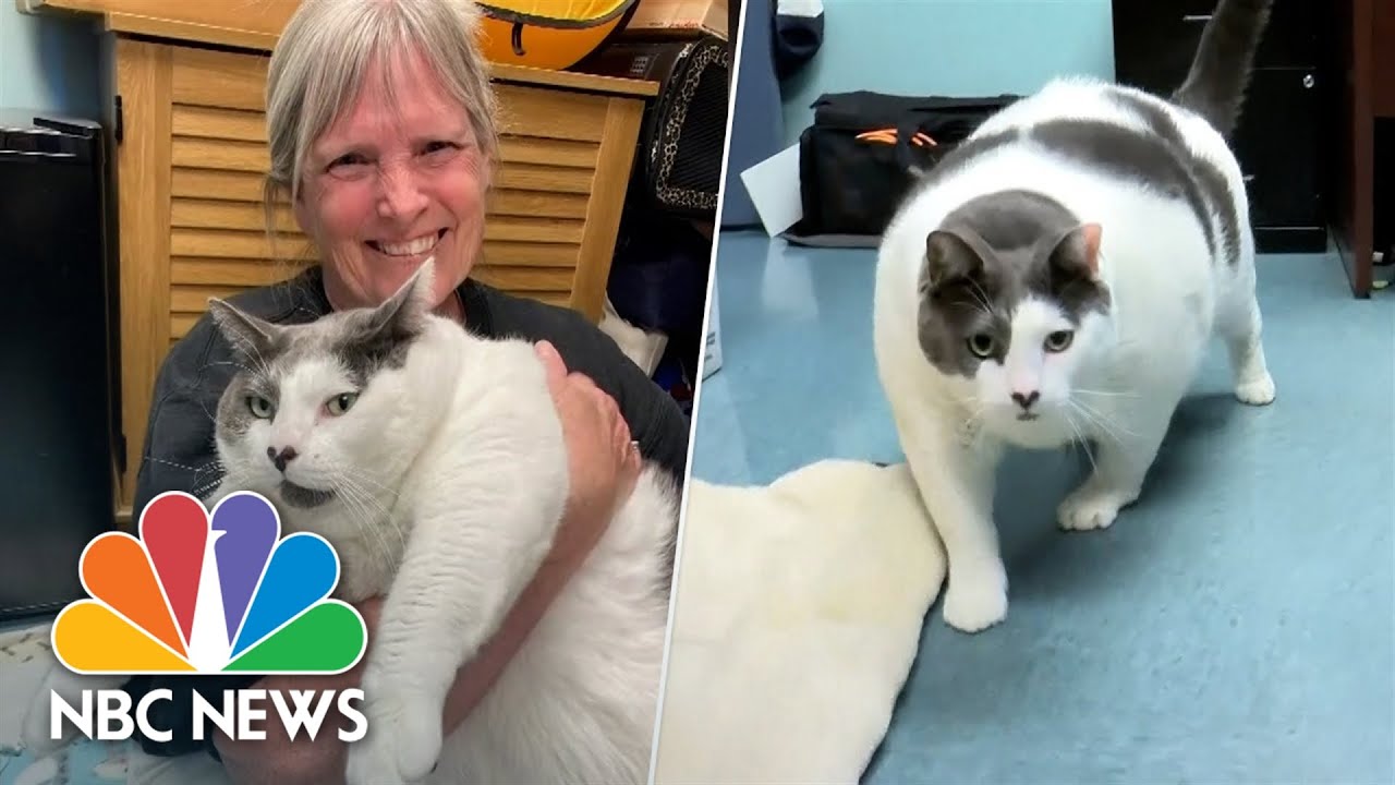 40-pound cat named Patches finds new fur-ever home
