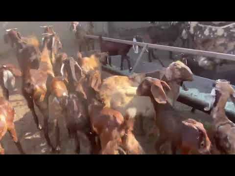 Goat Farming Service, Goatery Farm in India