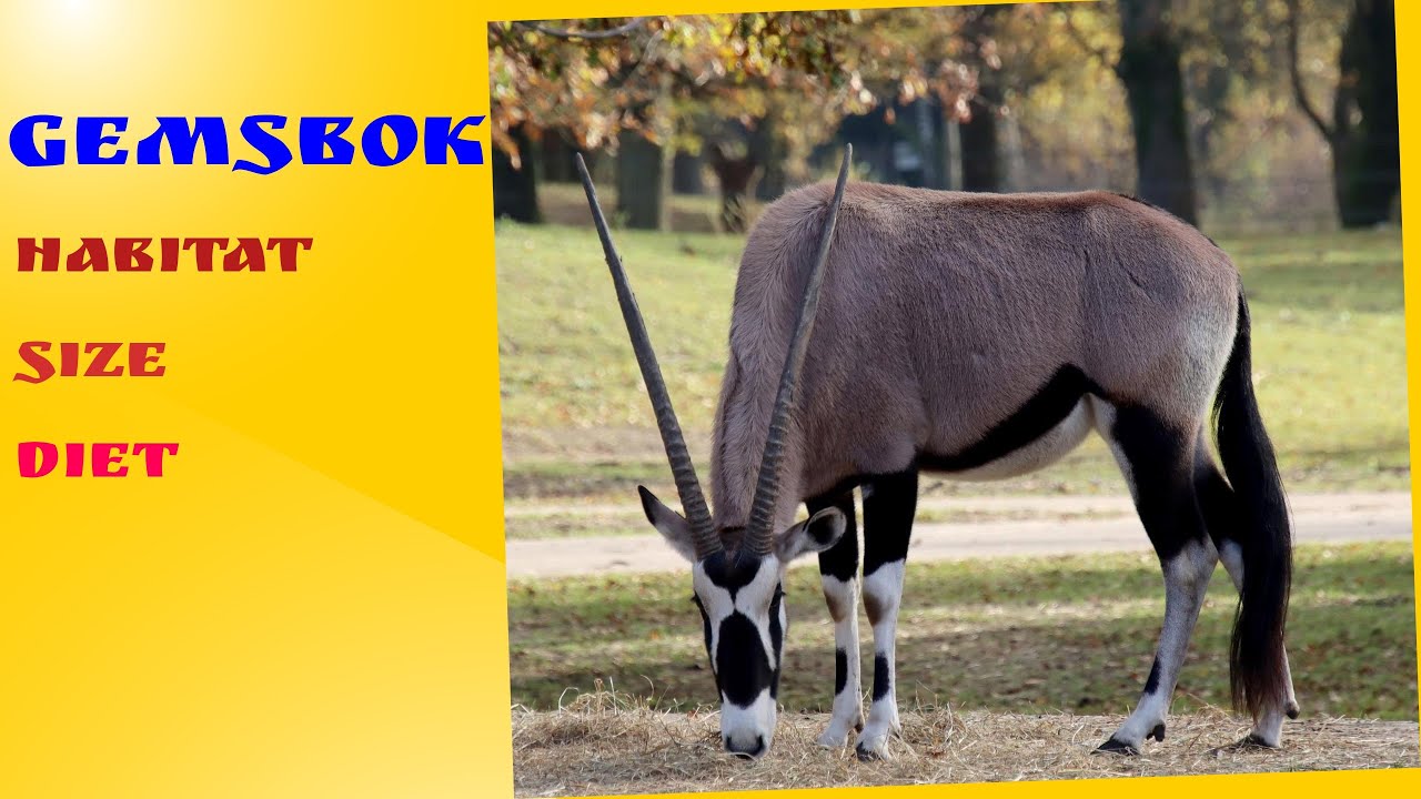 Gemsbok -  Gemsbok facts, Gemsbok habitat, Gemsbok size, Gemsbok diet, gemsbok reproduction
