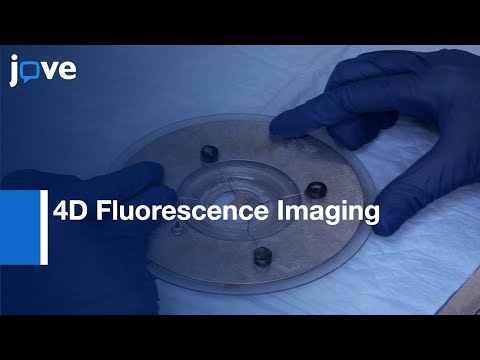 Endosome Dynamics in Nerve Terminals by 4D Fluorescence Imaging | Protocol Preview