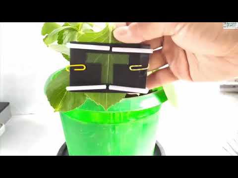 Grade 6 General Science: Plants and Photosynthesis - Part 2