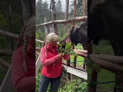 Kroschel Wildlife sanctuary, a licensed sanctuary for orphaned animals in Haines Alaska.
