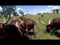 Lugega Nelemi 2025 Watch HD Mp4 Video Download Free