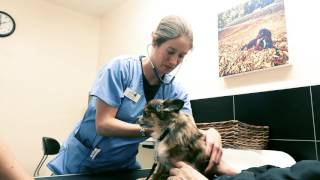 3 Best Vets in Derby, UK - Expert Recommendations