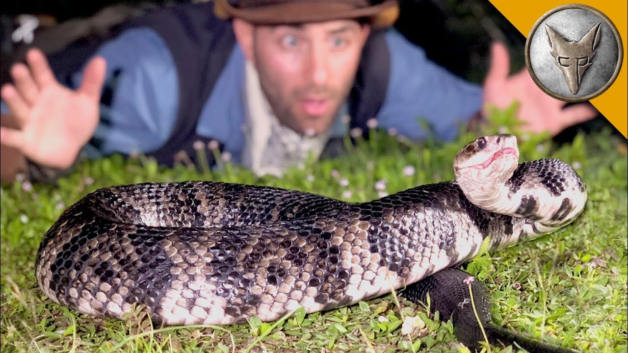 MASSIVE Cottonmouth Strikes Camera!