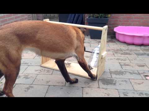 DIY a Dog Toy Out of Empty Soda Bottles