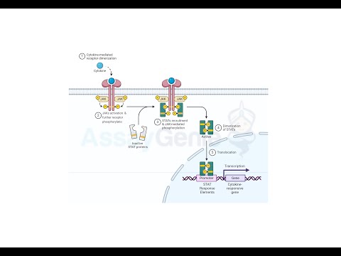 JAK-STAT Signaling Pathway A Comprehensive Exploration