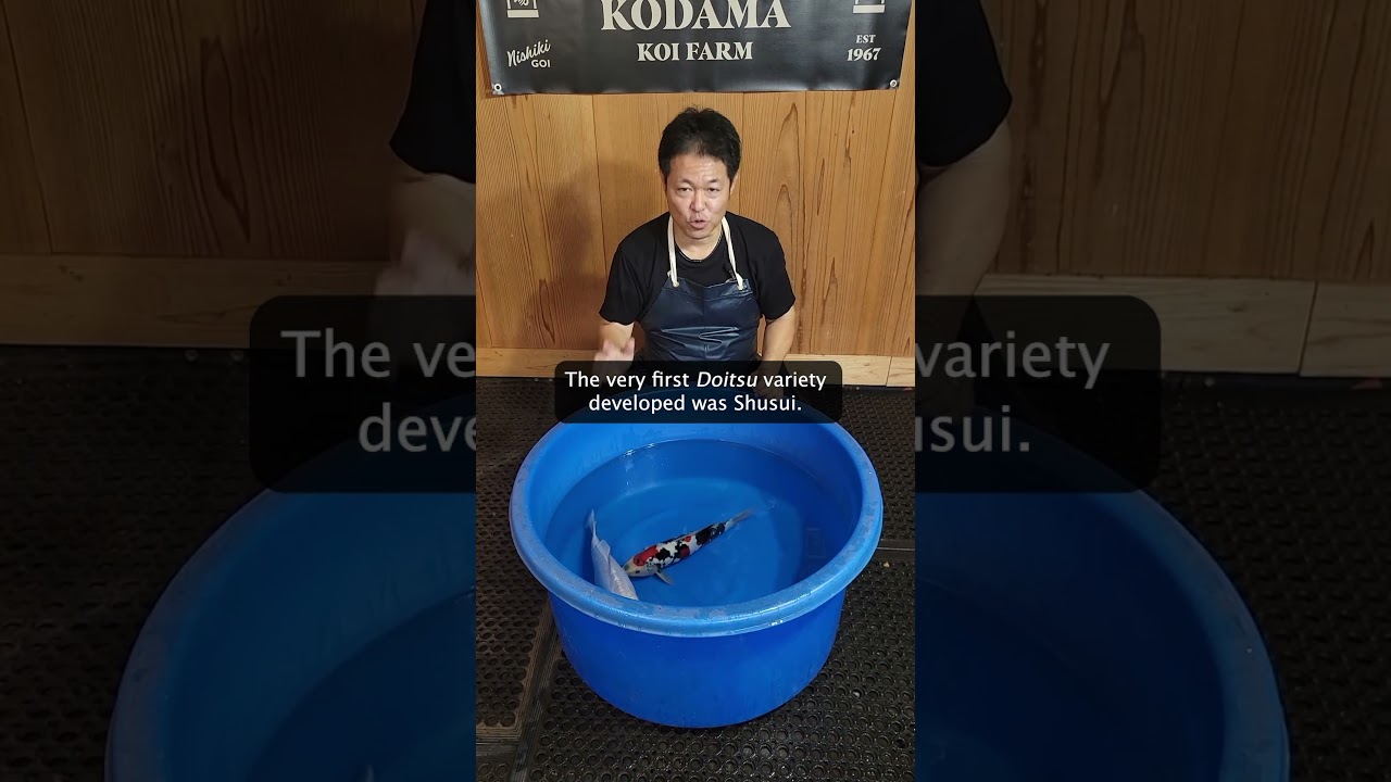 1 Minute Koi Lesson | Today's Term: Doitsu