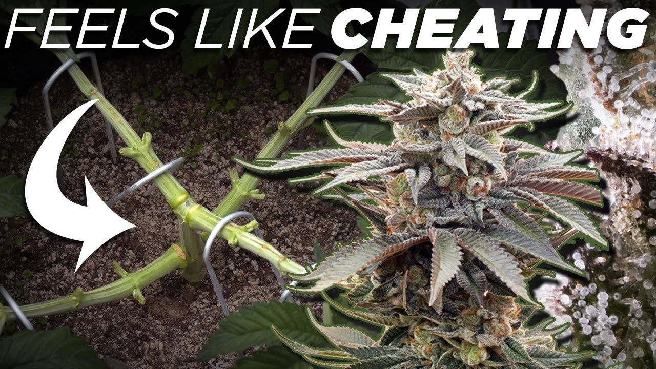 How I MAINLINE For Consistent Colas EVERY TIME | Seed to Harvest