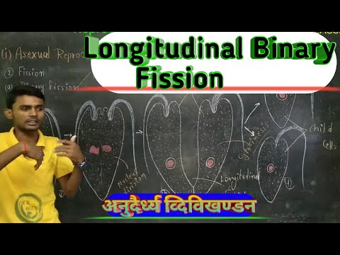 Longitudinal binary fission