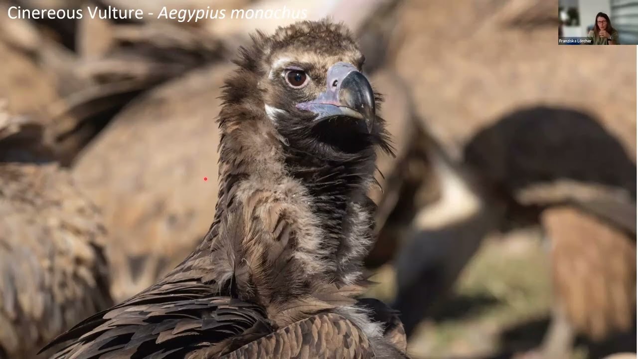 Vulture Conservation in Europe