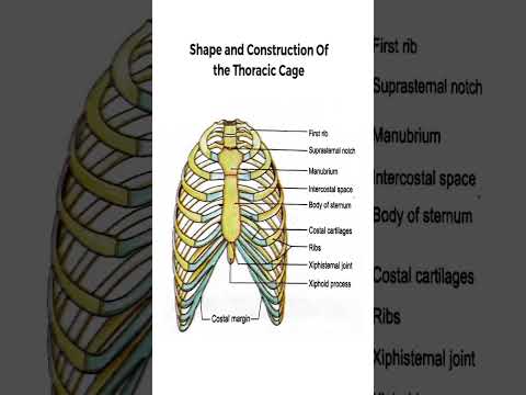 Thoracic Cage Anatomy#humananatomy #anatomy