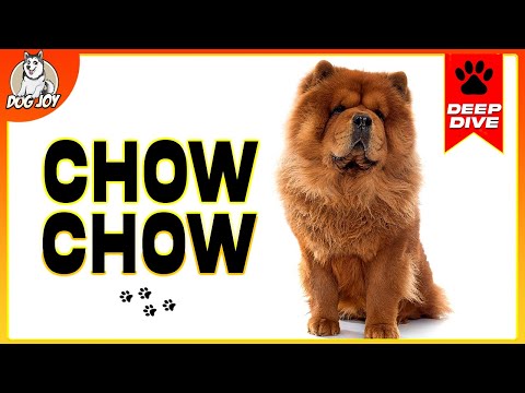 The Ultimate Chow Chow Guide: Everything You Need To Know