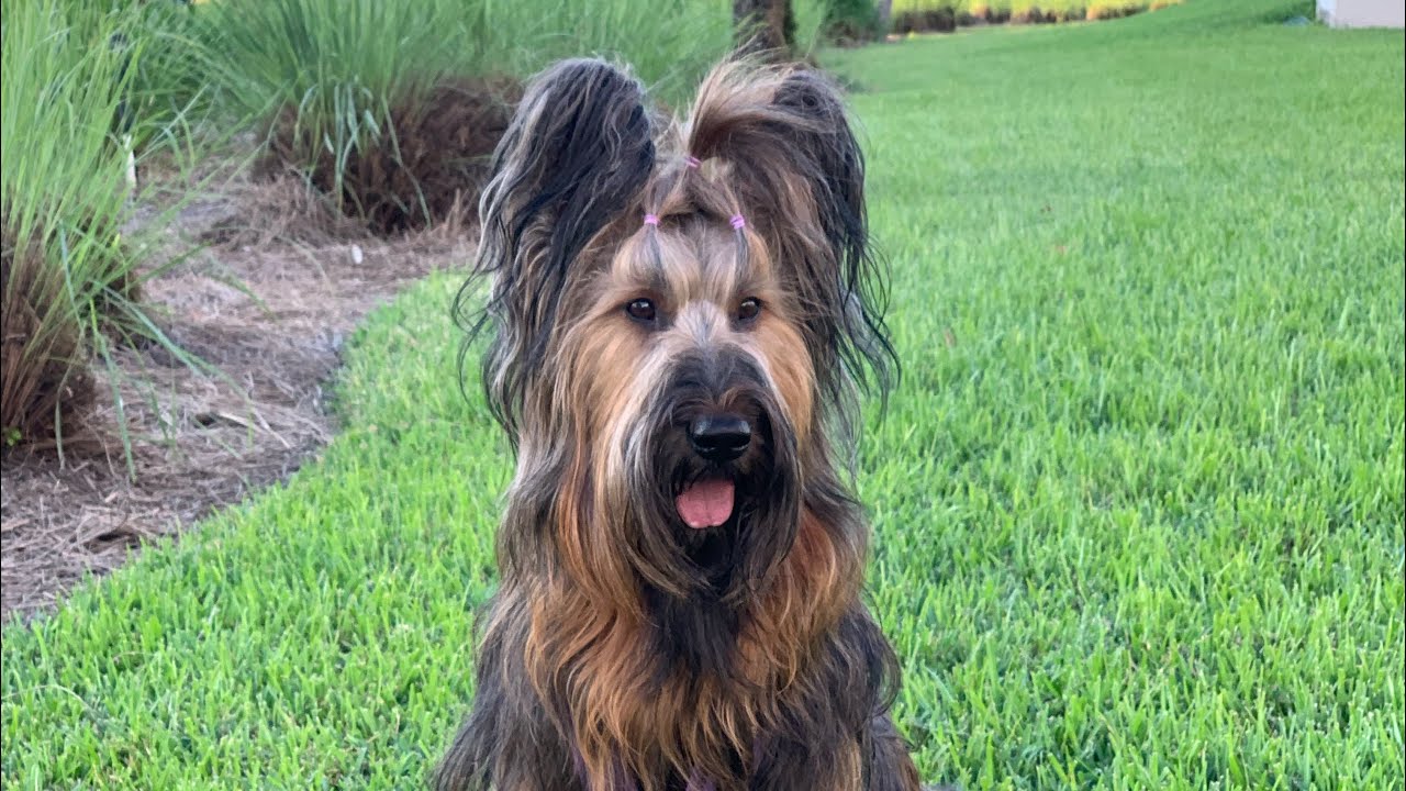 Briard Agility - Crisp’r