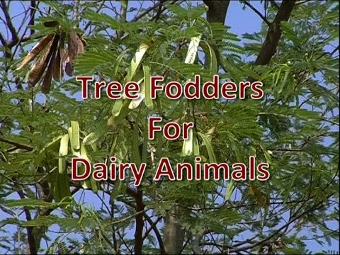 Animals Fodder at Best Price in India