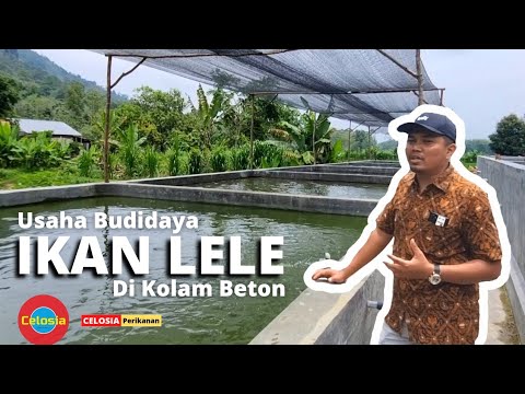 Budidaya Lele Di Kolam Beton, Why Not?