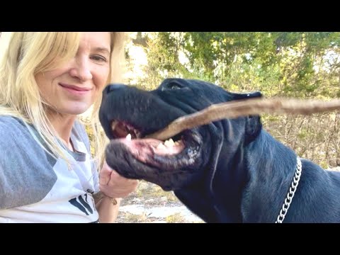 CANE CORSO BITE Force STRONGER than LION, ROTTWEILER and PITBULL
