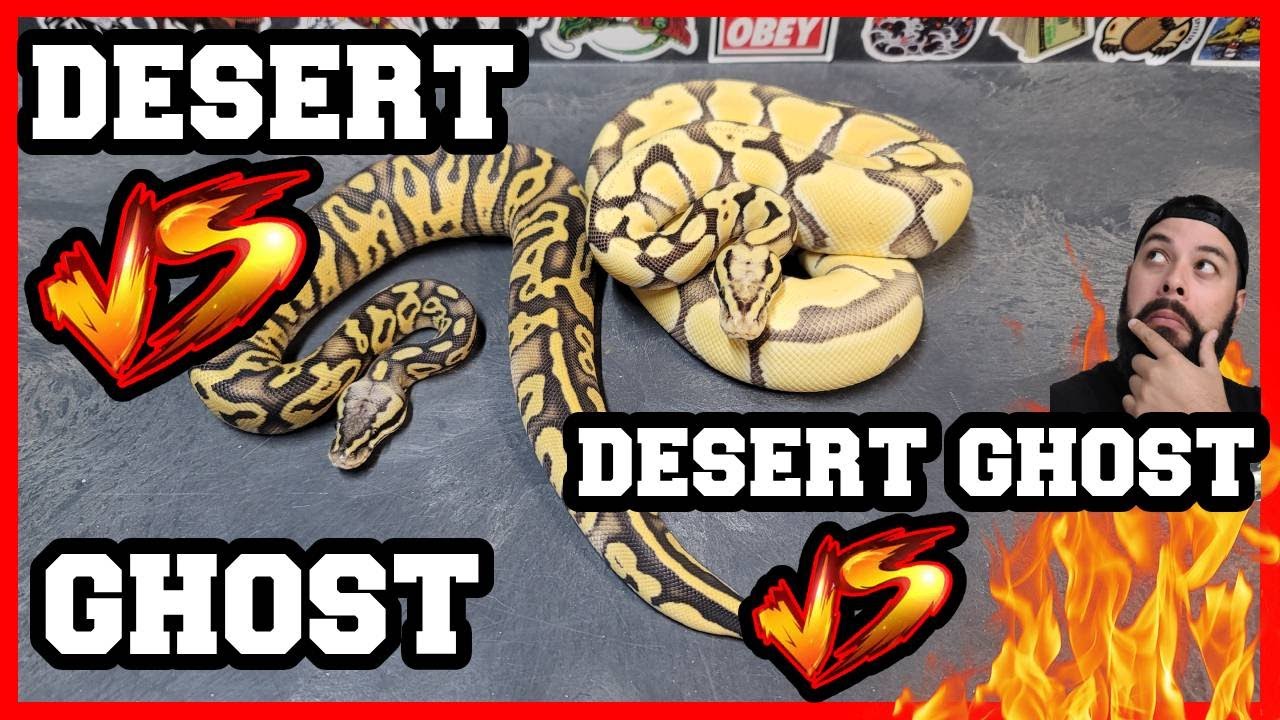 DESERT VS GHOST VS DESERT GHOST WHATS THE DIFFERENCE?!