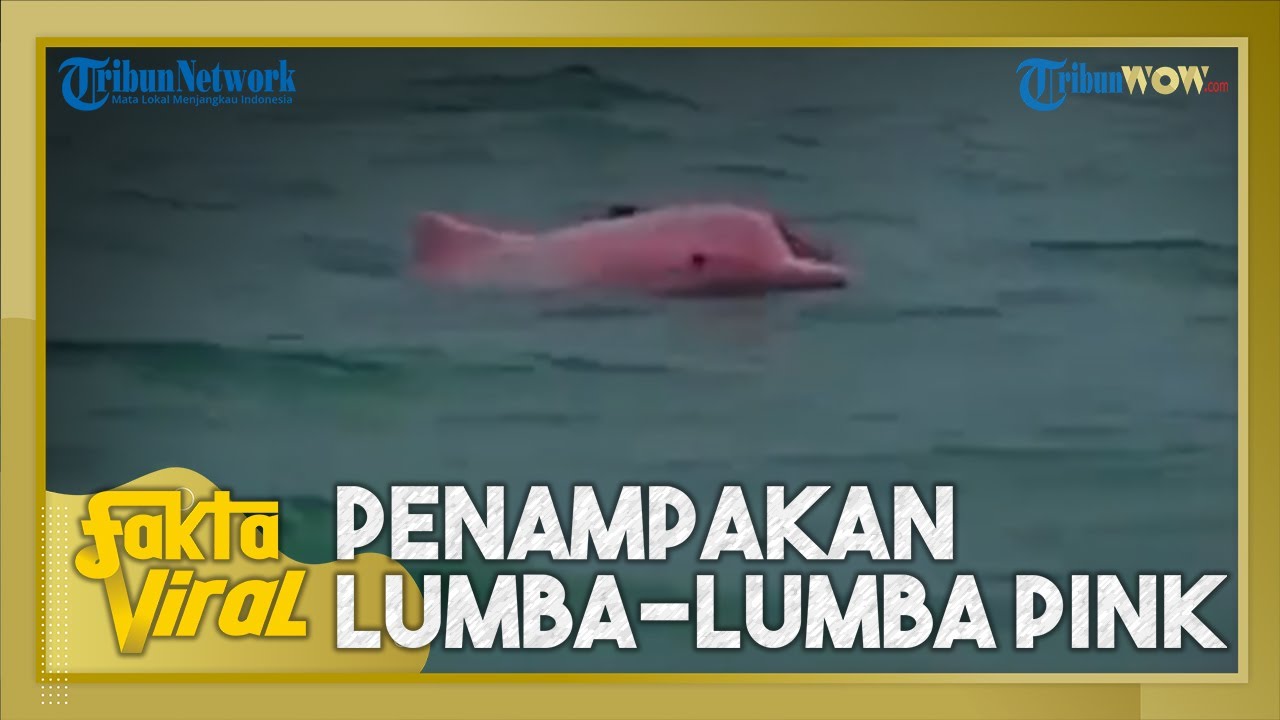 Penjelasan LIPI soal Viral Video Penampakan Lumba-lumba Berwarna Pink ...
