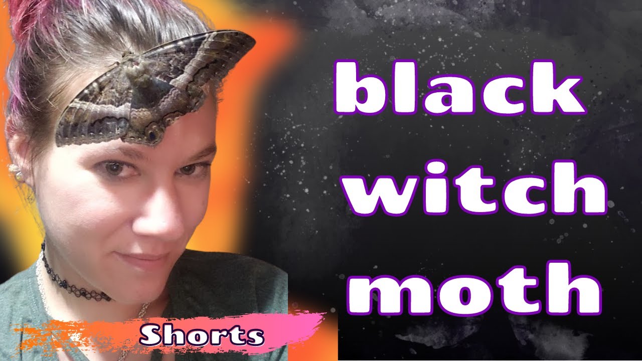 Black Witch Moth