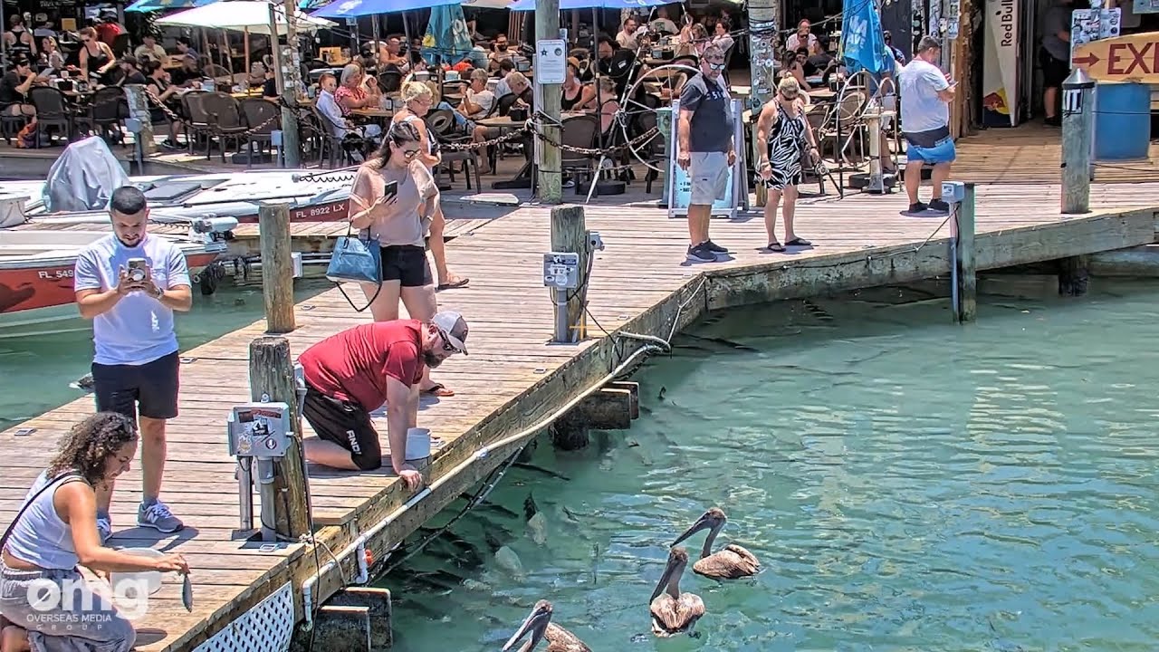 Robbie's Tarpon Feeding Marina Cam - Live Webcam | GeoWebcams