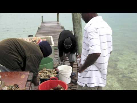 Campaign Snapshot: "Size Matters" Song - Abaco Island Bahamas campaign