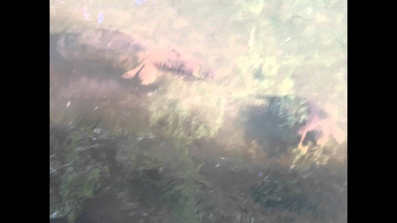 Turtles in Flat Rock Brook Nature Center