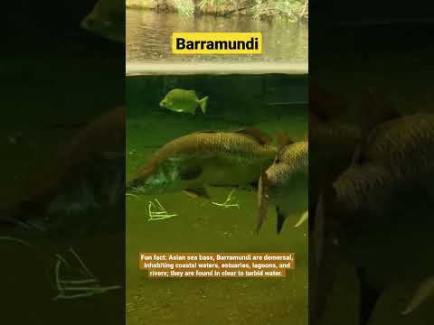 Barramundi Fish Fun Facts #fish #marinelife #shorts