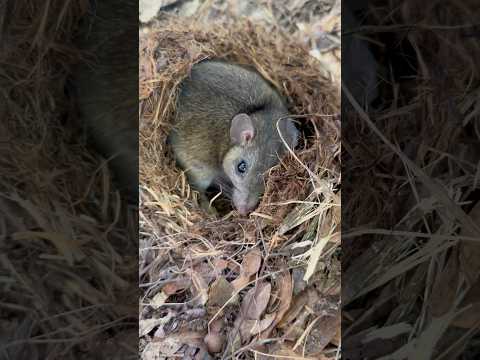 Huge Rat Jump Scare! #animals #nature