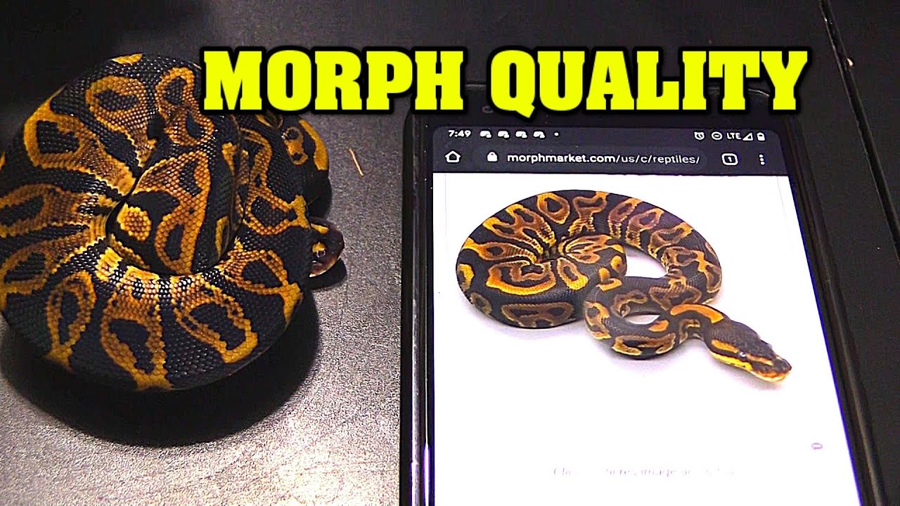 BLITZ BALL PYTHON!! Not all are created equal...... high quality matters!