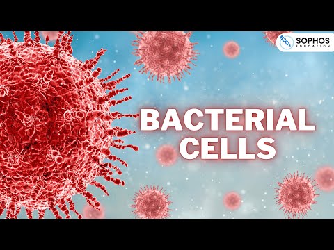 Edexcel only: Bacterial Cells