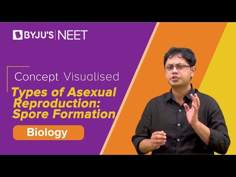 Reproduction in Organism Class 12- Types of Asexual Reproduction: Spore Formation | BYJU's NEET