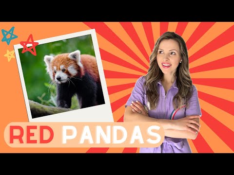 Red Pandas for Kids!