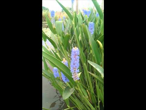 Pickerelweed