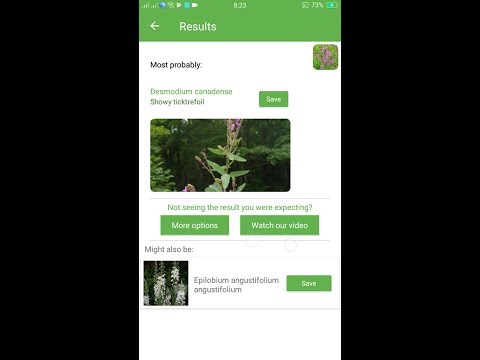 PlantSnap identifies a Showy ticktrefoil (Desmodium canadense)