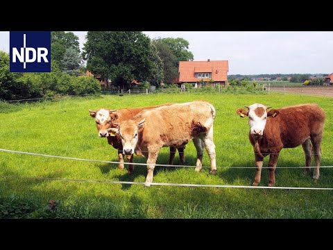 Klasse statt Masse - Ein Bauer stellt um auf Bio | die nordstory | NDR Doku