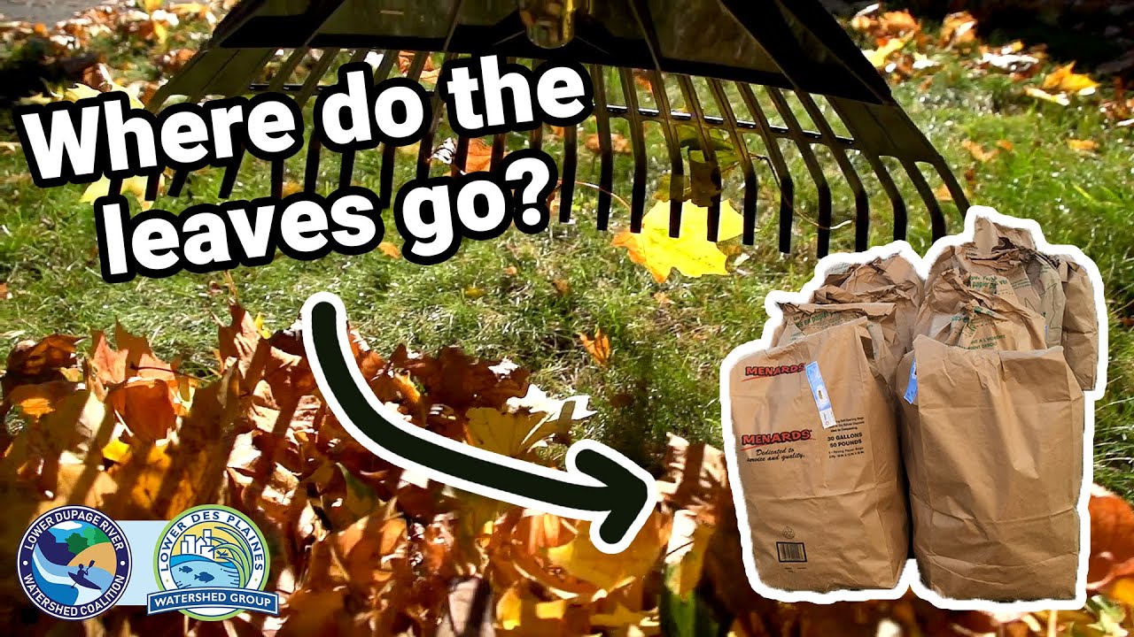 Where Leaves Go After They're Collected
