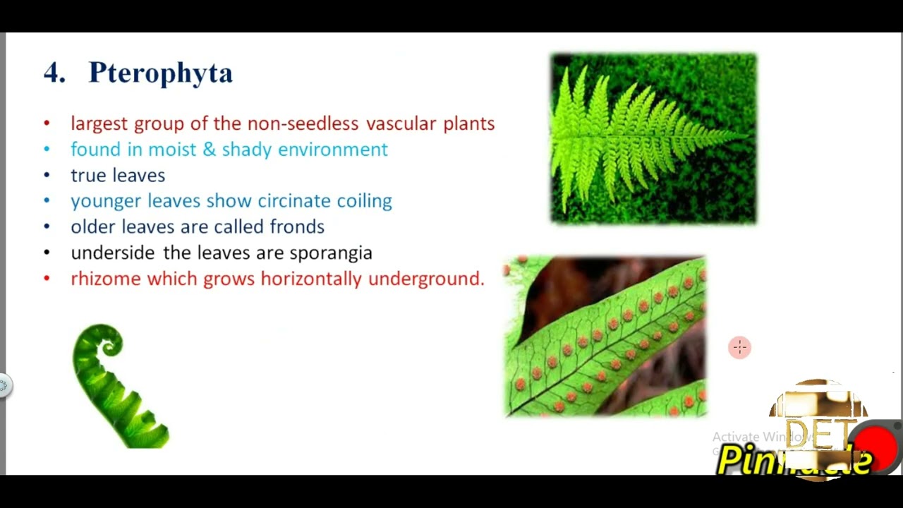 Equisetophyta and Pterophyta