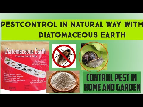 PEST CONTROL WITH DIATOMACEOUS EARTH/ வீட்டில் பூச்சிகளை கட்டுப்படுத்தும் இயற்கை மருந்து