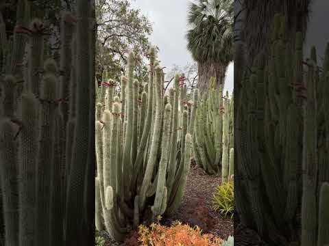 Cactus ~The Huntington library, art museum and botanical gardens