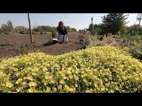 Planting Shrubs With Blue/Lavender Blooms & Repotting African Violet Babies! 💙🌱😍 // Garden Answer