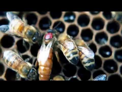 apis mellifera ligustica queen