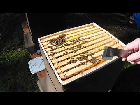 G&H Honey Bees - Feb 20 Hive check