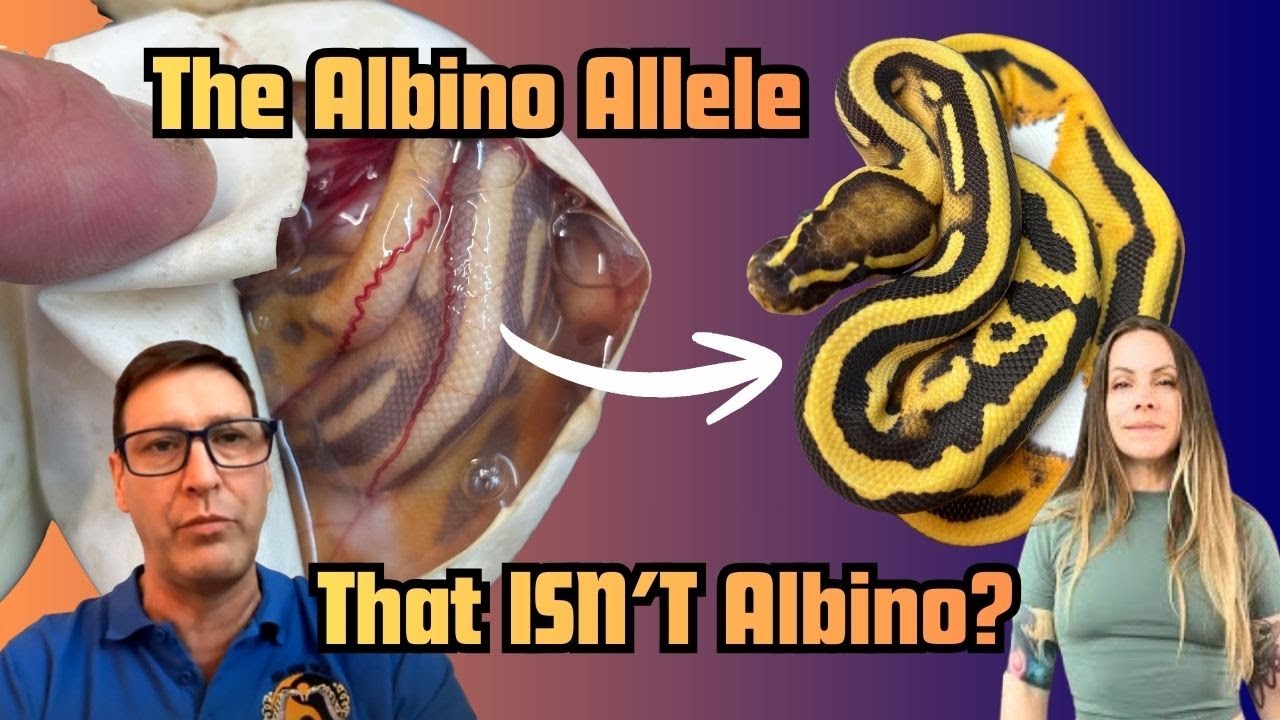 YouTube: The Albino Allele That ISN'T Albino? DARK MATTER | RGW Ep 142 ...