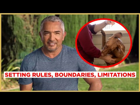 How to Stop PUPPY BITING! | Cesar 911