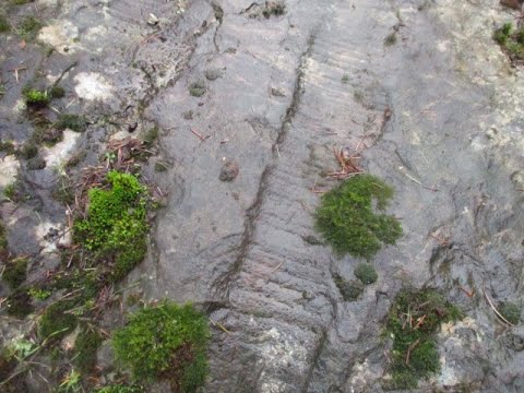 Palm trees & Giant Squid ( Cephalopod) fossils on Salt Spring Island