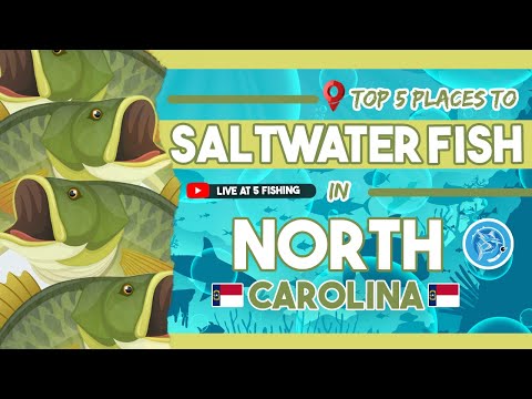 Top 5 Places to Saltwater Fish in North Carolina